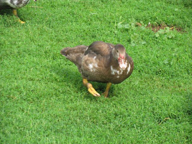 Chocolate pied Muscovy pictures | BackYard Chickens - Learn How to ...