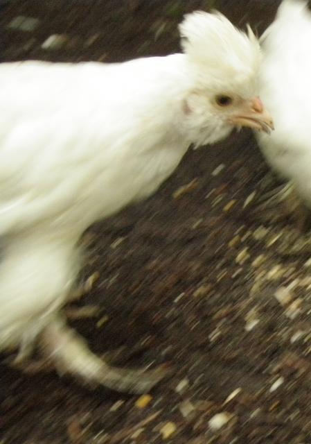 Sultans -Bantam- cockerels 8 weeks, P/U Pittsburgh area | BackYard ...