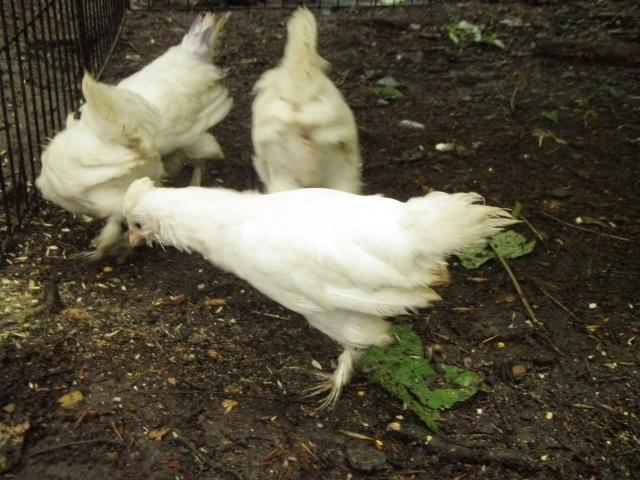 Sultans -Bantam- cockerels 8 weeks, P/U Pittsburgh area | BackYard ...