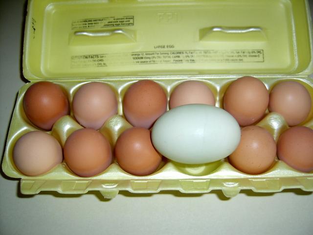 My HUGE americana egg today | BackYard Chickens - Learn How to Raise ...