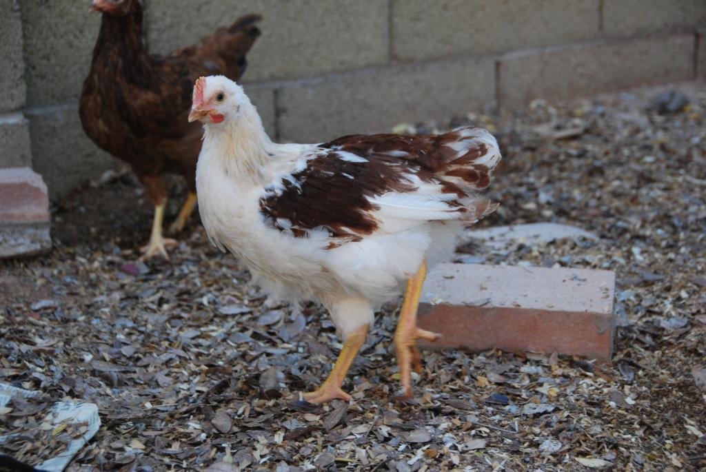 Gold sex link chick - boy or girl? **Updated pictures** | Page 4 ...