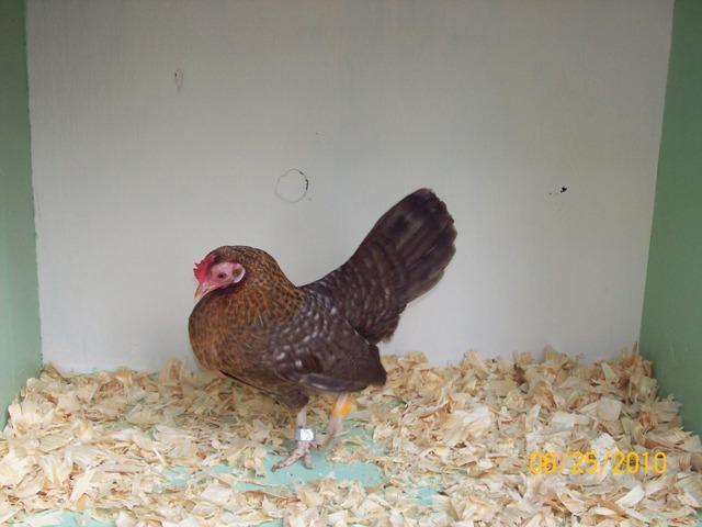 Crele Old English Trio | BackYard Chickens - Learn How to Raise Chickens