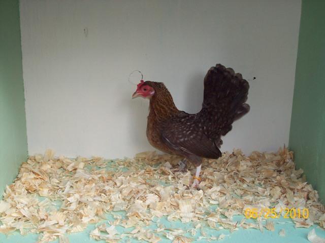 Crele Old English Trio | BackYard Chickens - Learn How to Raise Chickens