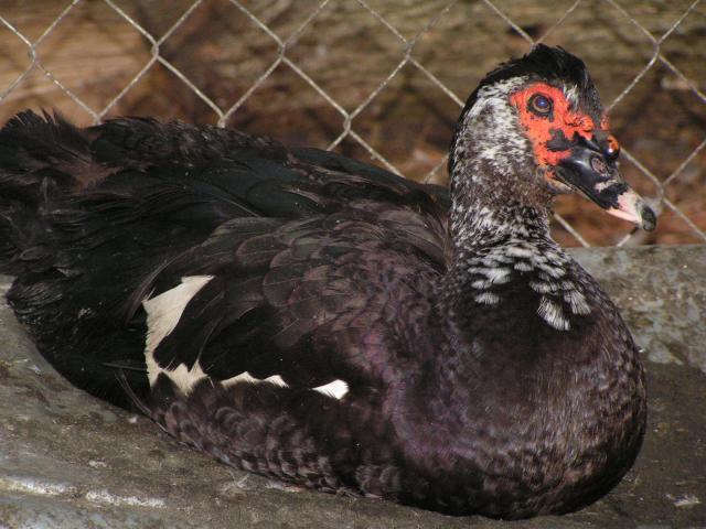 Adult Muscovy Ducks | BackYard Chickens - Learn How to Raise Chickens