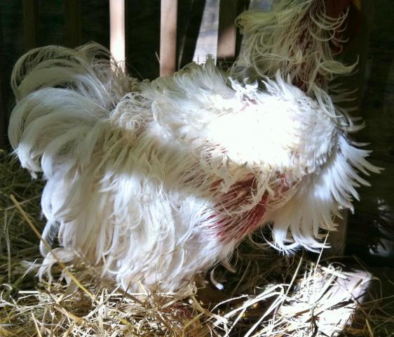 Red skinned "purebred" frizzled cochin rooster | BackYard Chickens ...