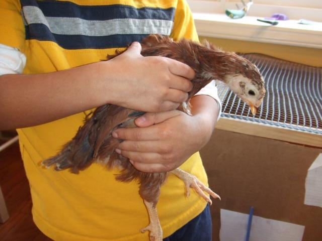 5-week old RIR chicks - can you help to sex them? (pics included ...