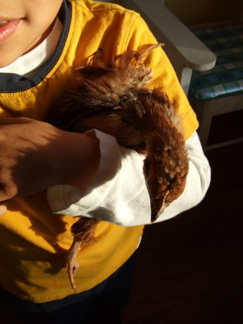 5-week old RIR chicks - can you help to sex them? (pics included ...