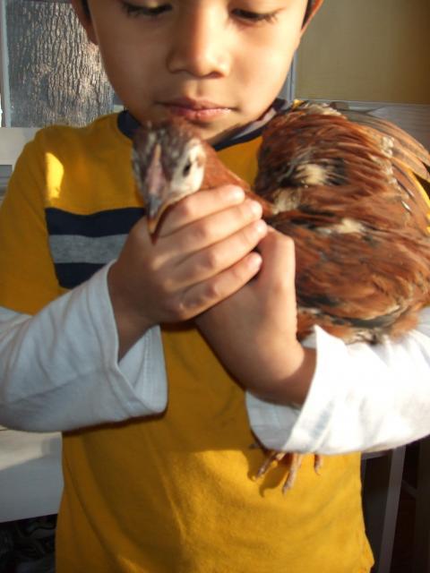 5-week old RIR chicks - can you help to sex them? (pics included ...