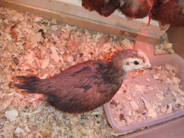 5-week old RIR chicks - can you help to sex them? (pics included ...
