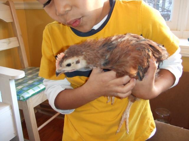 5-week old RIR chicks - can you help to sex them? (pics included ...