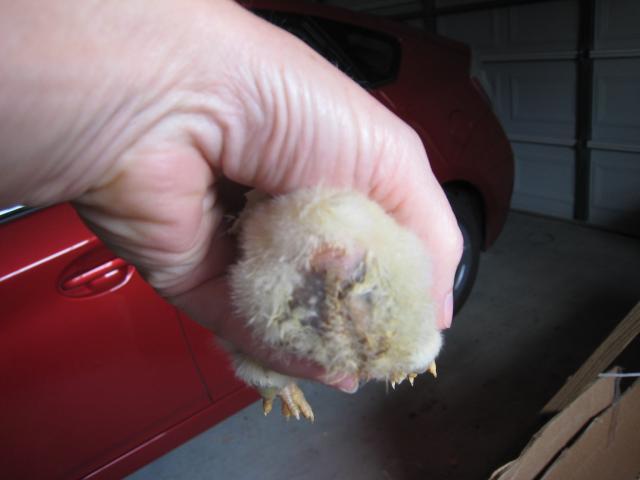 Pasty chick with bruised butt? | BackYard Chickens - Learn How to Raise ...