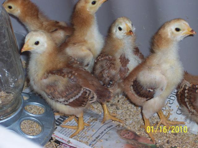 Pictures of my Buckeyes. | BackYard Chickens - Learn How to Raise Chickens