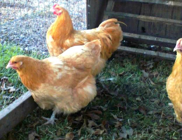 Buff orpington pics. | BackYard Chickens - Learn How to Raise Chickens