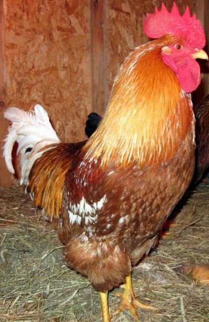 New Chickenaholic My Orpington Welsummer Cross Rooster Paco | BackYard ...