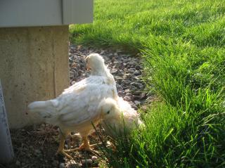 one chick much smaller than the others... | BackYard Chickens - Learn ...