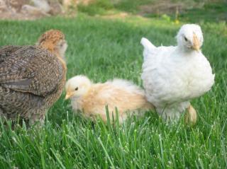 one chick much smaller than the others... | BackYard Chickens - Learn ...