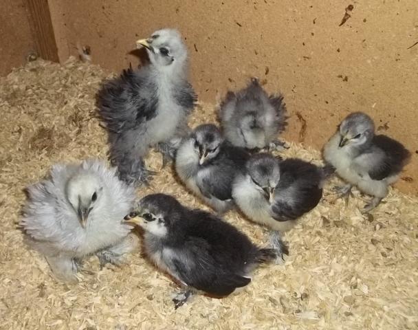 Silkie /Cochin cross 7 chicks local pick up IL | BackYard Chickens ...