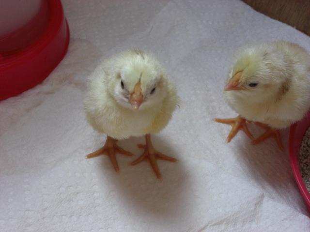 My new Marsh Daisy chicks | BackYard Chickens - Learn How to Raise Chickens