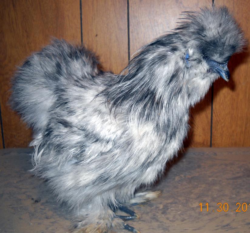 Splash Silkie Chicks