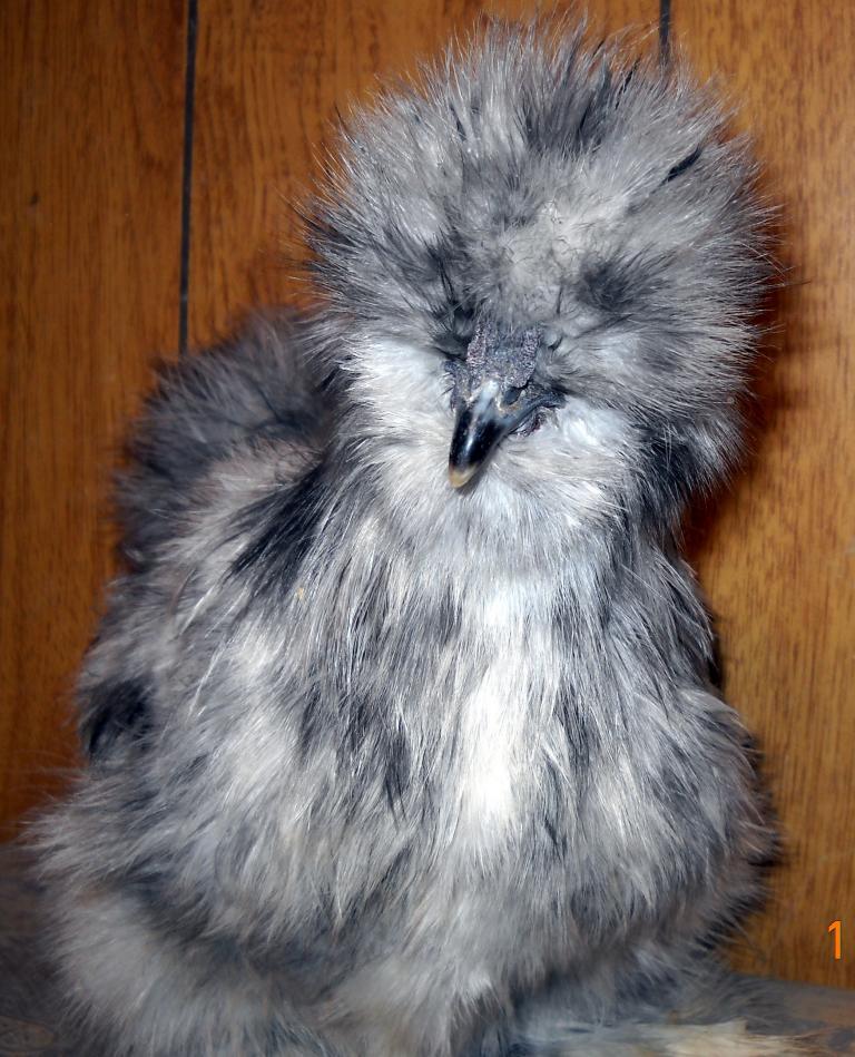 Splash Silkie**new pics** | BackYard Chickens - Learn How to Raise Chickens