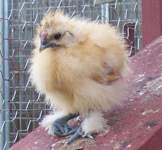 red silkie male or female? | BackYard Chickens - Learn How to Raise ...