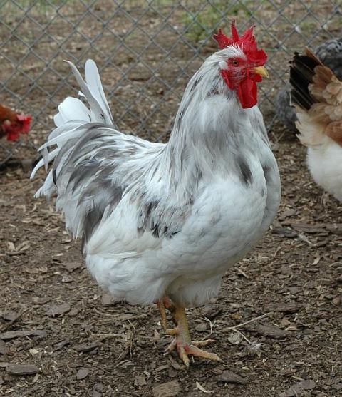 Blue plymouth rocks - 10+ | BackYard Chickens - Learn How to Raise Chickens