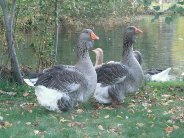 Large Dewlap Toulouse Elite Show Pair - CA | BackYard Chickens - Learn ...
