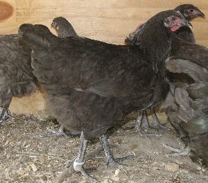2 Jersey Giant Pullets-Blue & Black | BackYard Chickens - Learn How to ...