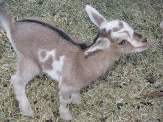 Mini-Nubian and Mini-Alpine kids for sale, SW New Mexico ...