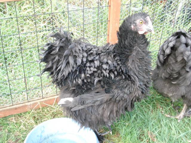 Black cochin frizzles? Boys or girls? | BackYard Chickens - Learn How ...