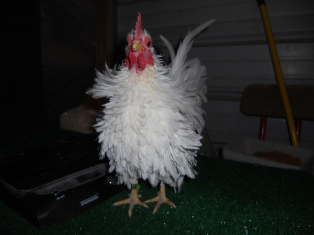 Serama pair-White Frizzle Cockerel & Buff Black tail pullet | BackYard ...