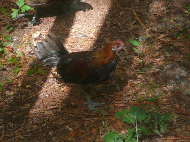 IS THIS A BLACK BREASTED RED PHOENiX ?? | BackYard Chickens - Learn How ...