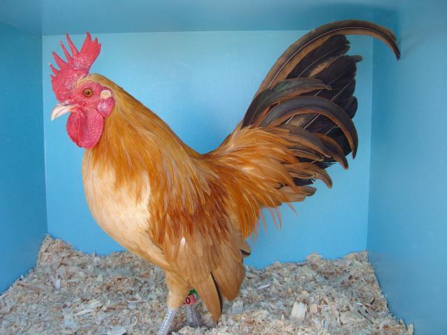 Rare NANKIN eggs | BackYard Chickens - Learn How to Raise Chickens