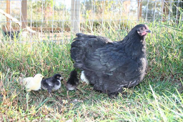 Mommy and her 3 day old chicks on the first outing....... picture ...