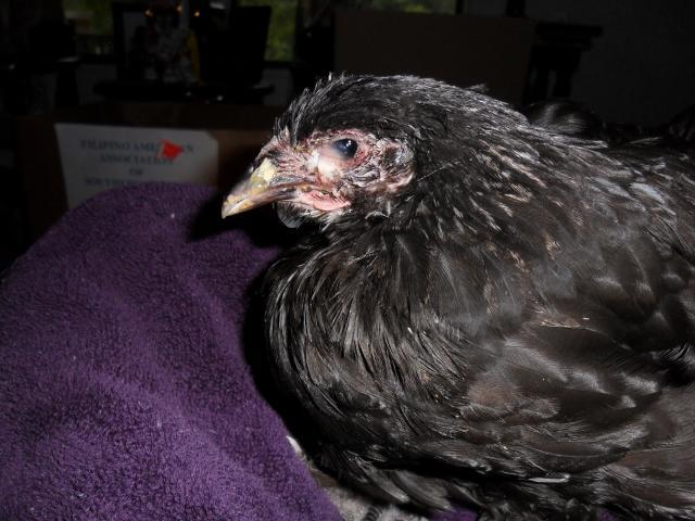 clear discharge from mouth, nostrils, eyes?? | BackYard Chickens ...
