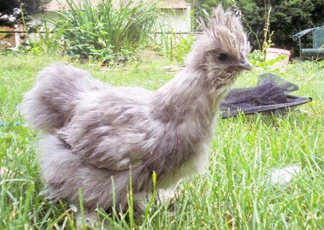 Is this 3 mo. Silkie a roo or pullet? | BackYard Chickens - Learn How ...