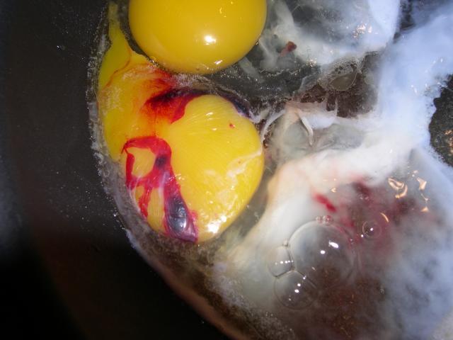 Ick! Bloody yolk! | BackYard Chickens - Learn How to Raise Chickens