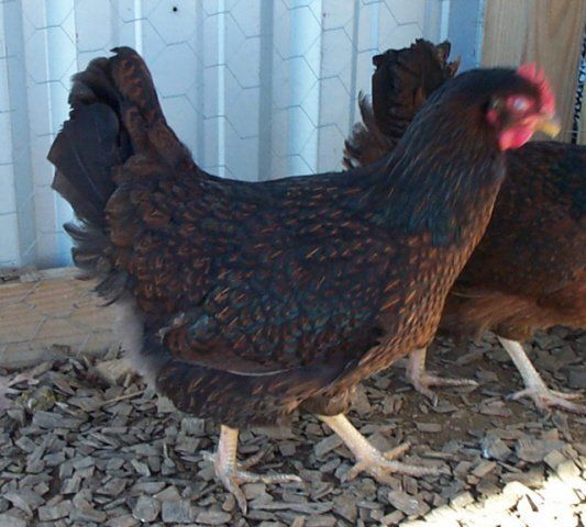 Barnie Pics--First Try?? | BackYard Chickens - Learn How to Raise Chickens