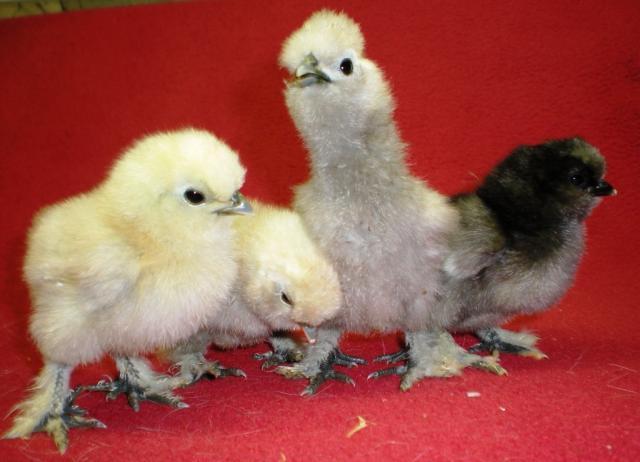 12 + Assorted Silkie Eggs - Many Colors - FREE SHIPPING! | BackYard ...