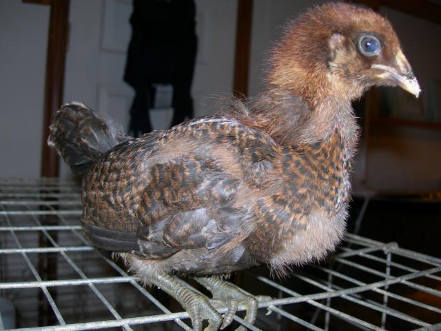 Sexing Plymouth Partridge Rock chicks | BackYard Chickens - Learn How ...