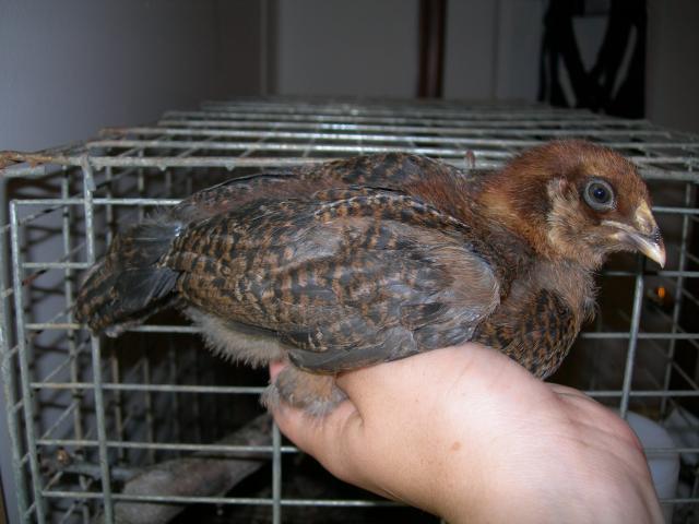 Sexing Plymouth Partridge Rock chicks | BackYard Chickens - Learn How ...