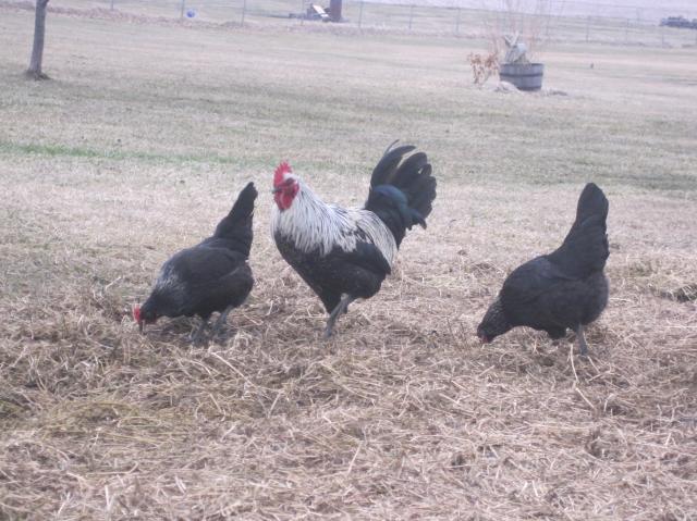 30 Iowa Blue Hatching Eggs | BackYard Chickens - Learn How to Raise ...