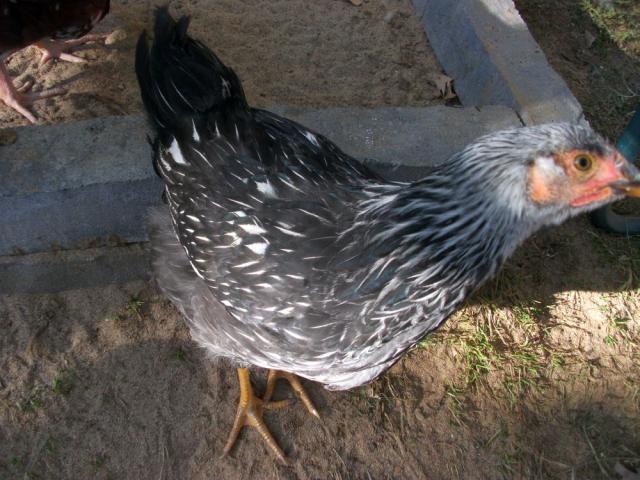 North Carolina Mountain Chicken Pics! 10Weeks | BackYard Chickens ...