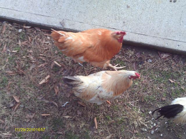 Mutt rooster, breeds in him, unknown. UPDATE, pics. | BackYard Chickens ...