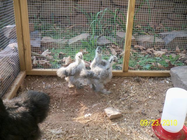 Silver Partridge Silkie