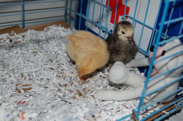Pictures of my new chicks! Cuteness overload | BackYard Chickens ...