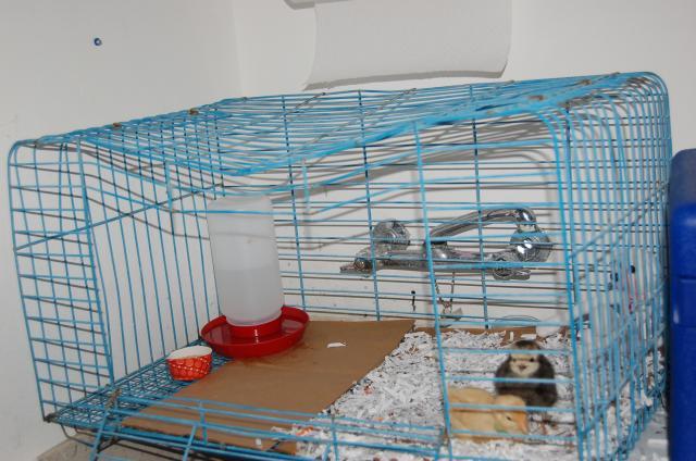 Pictures of my new chicks! Cuteness overload | BackYard Chickens ...