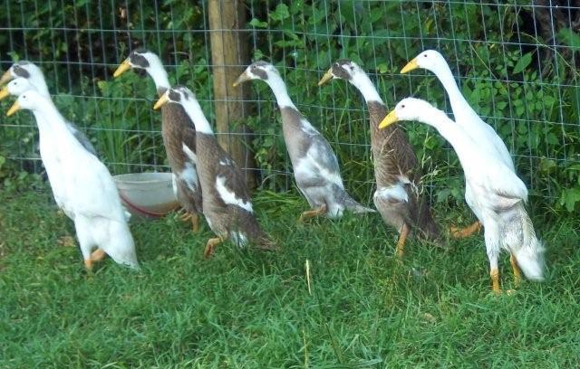 Pictures of my Runners | BackYard Chickens - Learn How to Raise Chickens