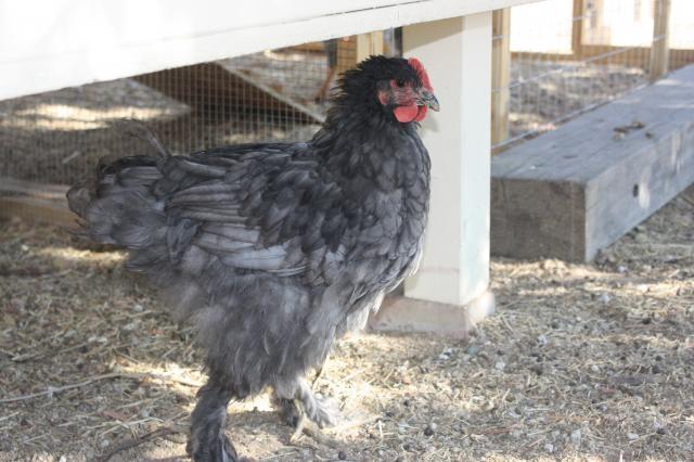 giant cochins - male or female? | BackYard Chickens - Learn How to ...