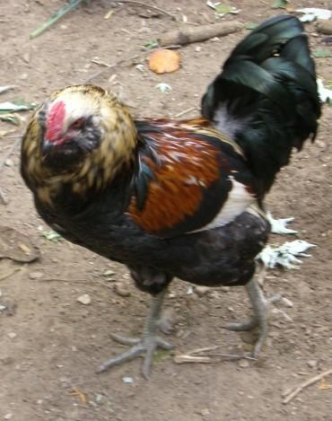 Rooster feet - now losing toes! | BackYard Chickens - Learn How to ...